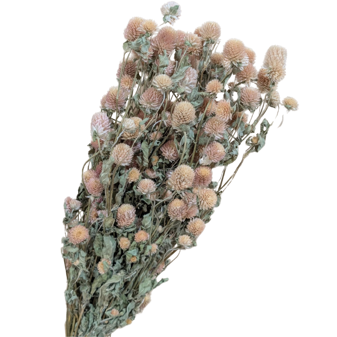 Dried Gomphrena Peachy Pink | Fast NZ Delivery | All InSeason