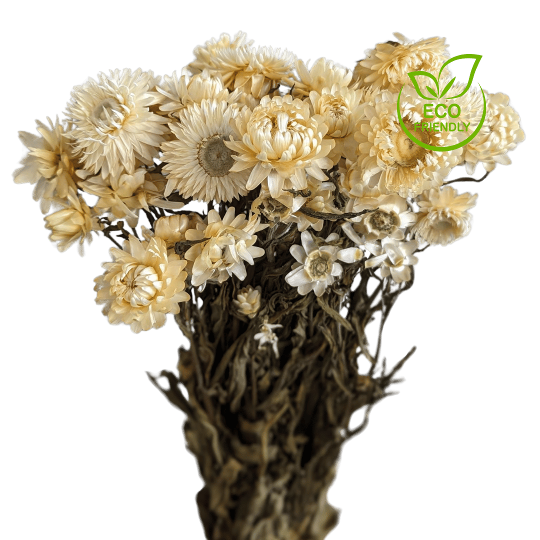 Dried Helichrysum Natural White | Fast NZ Delivery | All InSeason